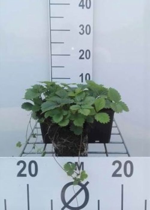 Fragaria vesca - Fraisier des bois en pot 9x9 cm, couvre-sol vivace ...
