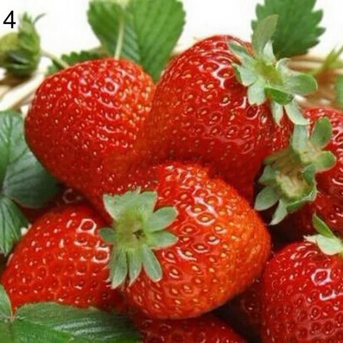 100 PCs fraises graines nutritives délicieuses rares couleurs fruits ...