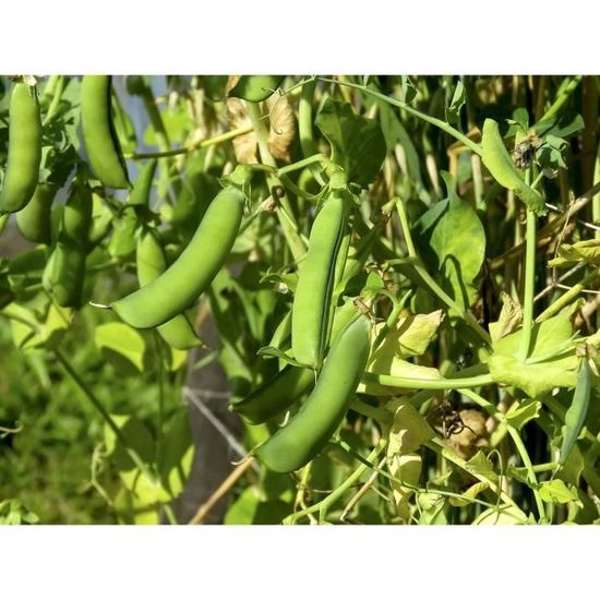 WEYE-Lot de 50 Graines de Pois Potager Petit Provençal - Variété à ...