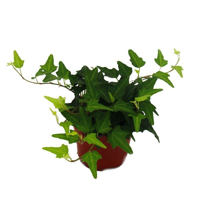 Ivy - Hedera - Pot de 9cm - Plante d'intérieur - Cdiscount Jardin