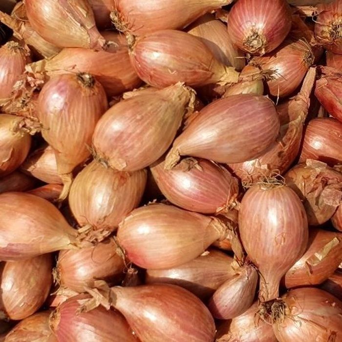 Échalote en Vrac Origine France - Échalote traditionnelle longue ...