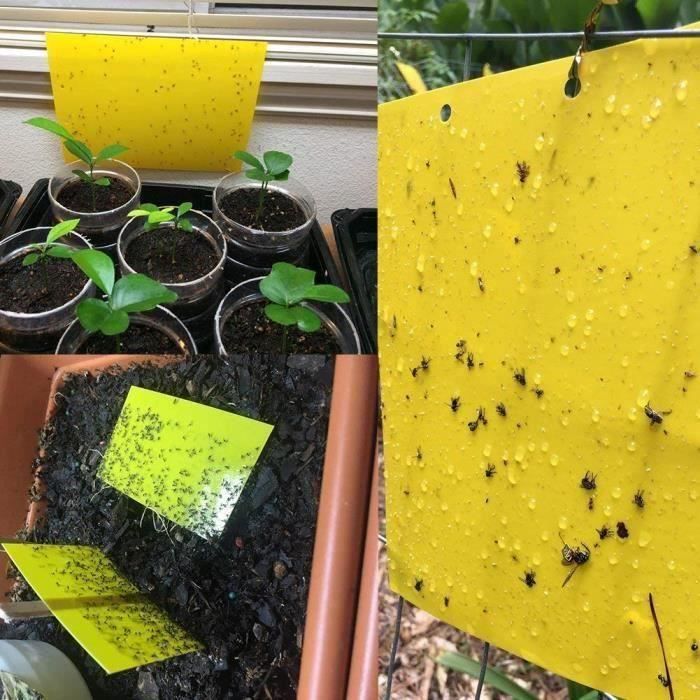 Huiya- Lot de 20 Piges insectes des fins agricoles sticky piges de ...
