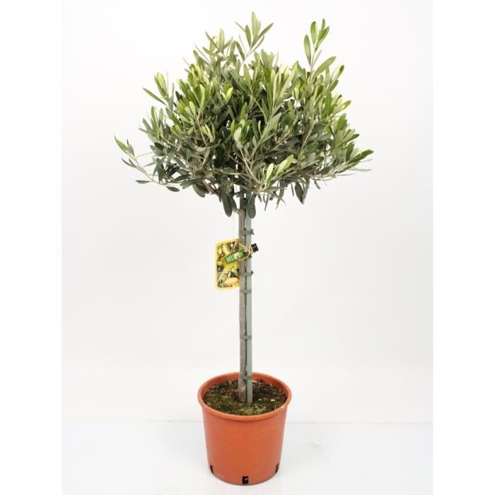 Plante d'intérieur – Olivier – Hauteur: 105 cm XB08 - Cdiscount Jardin