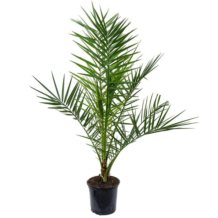 Palmier dattier des canaries | Phoenix Canariensis | Plante exotique d ...