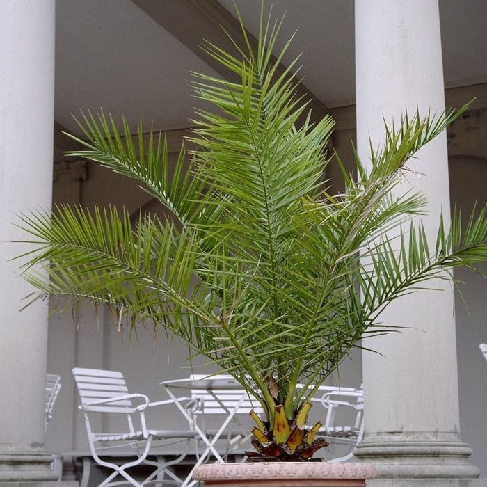 Palmier dattier des canaries | Phoenix Canariensis | Plante exotique d ...