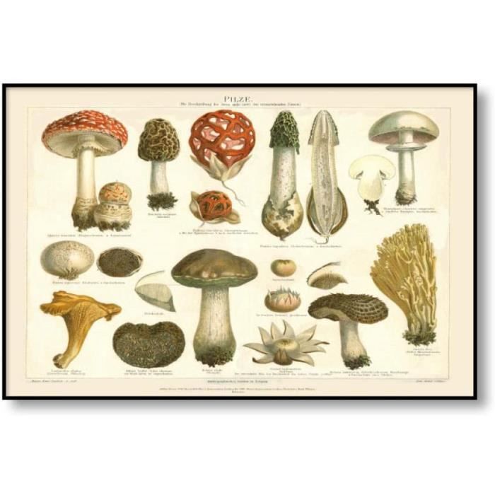 Affiche Éducative Botanique Champignons - Tableau De Référence 50x70cm ...