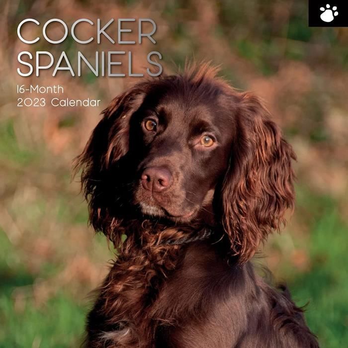 2023 - Cocker Spaniel Calendar, 30 x 30 CM En Anglais, 16 Mois, Les ...