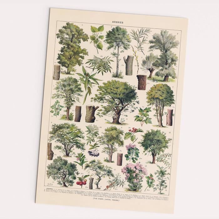 Arbres Poster – Trees Print, Image Vintage Arbres, Types D'Arbres (30 X ...