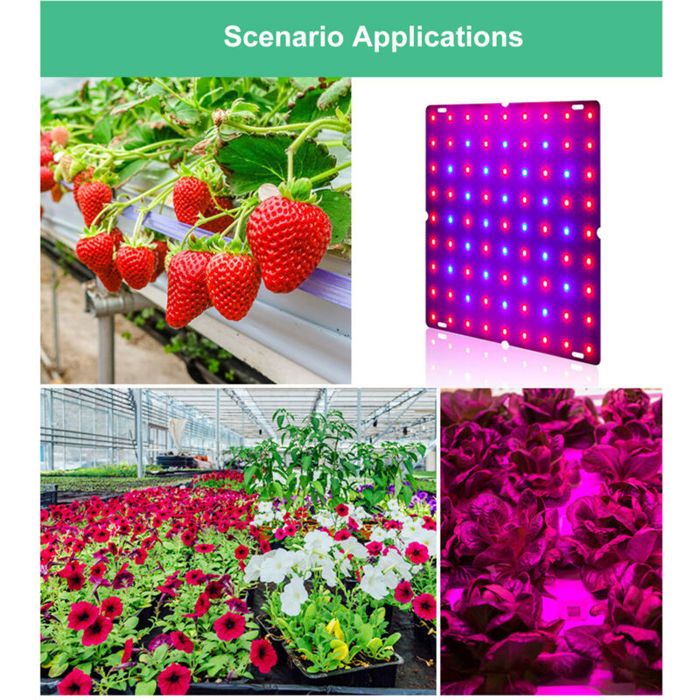 Panneau LED Quantum Panel, spectre rouge bleu, lampe croissance pour ...