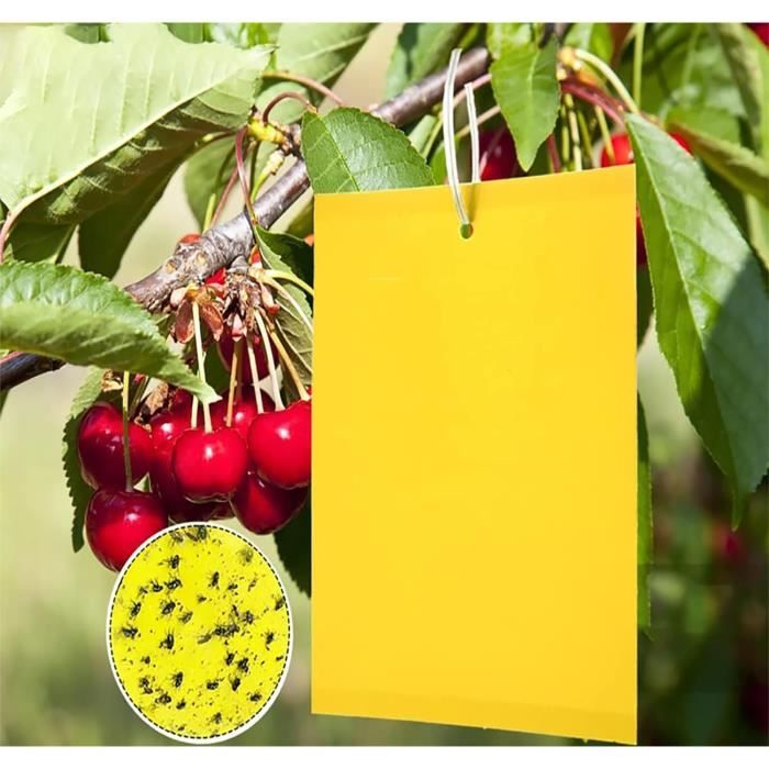 LSRVNM 50 Pièces Pièges à ctes, Jaune Mouche Collant Piege Mouche ...