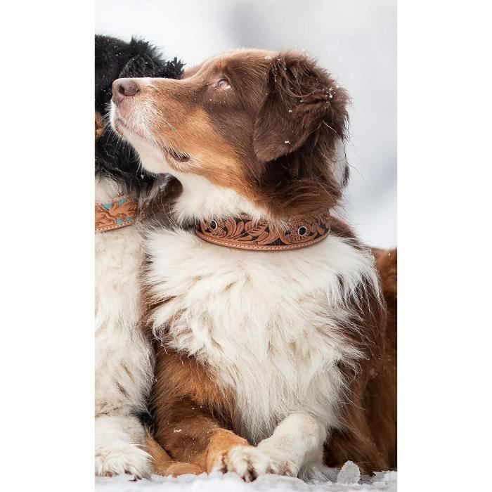 Michur Jose Collier Pour Chien Collier En Cuir Collier Pour Chien Cuir ...
