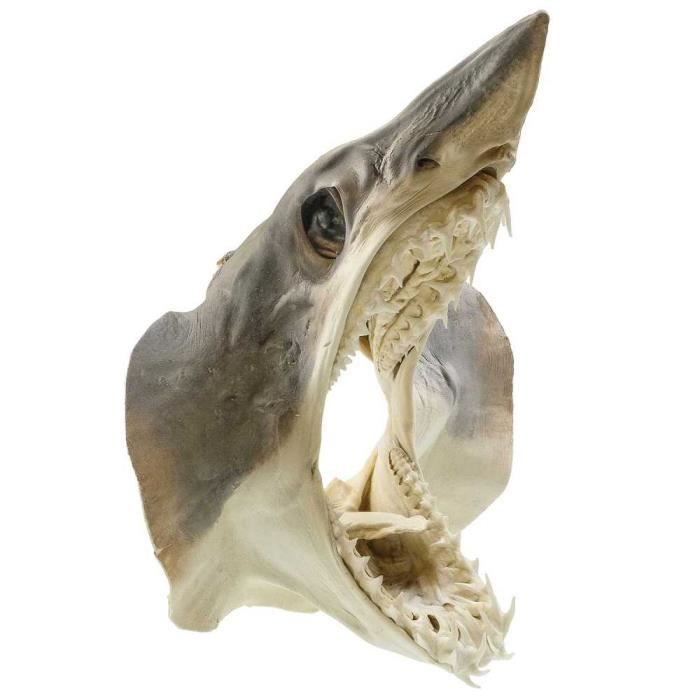 Naturosphère - Tête de requin mako naturalisée - Cdiscount Maison