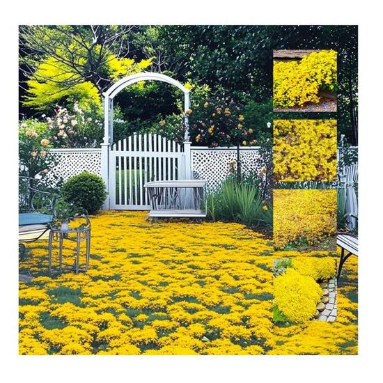 200 graines de thym rampant jaune vif, couvre-sol, vivace et facile d ...