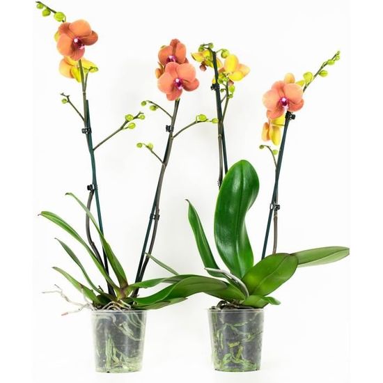 Orchidées de Botanicly – 2 × Orchidée papillon orange – Hauteur: 60 cm ...