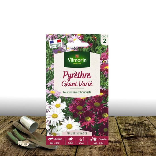 Graines de Pyrèthre Géant varié - Vilmorin - Cdiscount Jardin