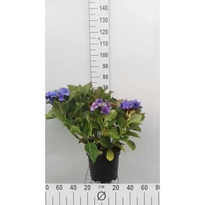 Hydrangea 'Teller Blue' (blauw/bleu) - Hortensia 40- 60 cm en pot ...