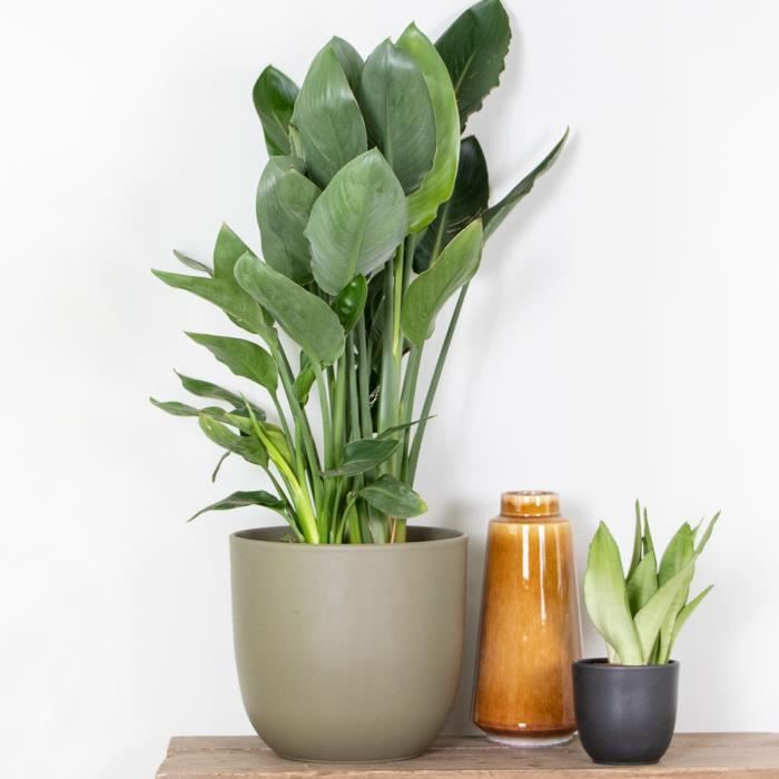 Strelitzia Reginae - Plante oiseau de paradis - Plante en pot ...