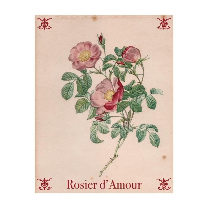 1 - Poster BENEFFITO - BOTANICAL - rosier 1 - 21x30 CM - Cdiscount Maison