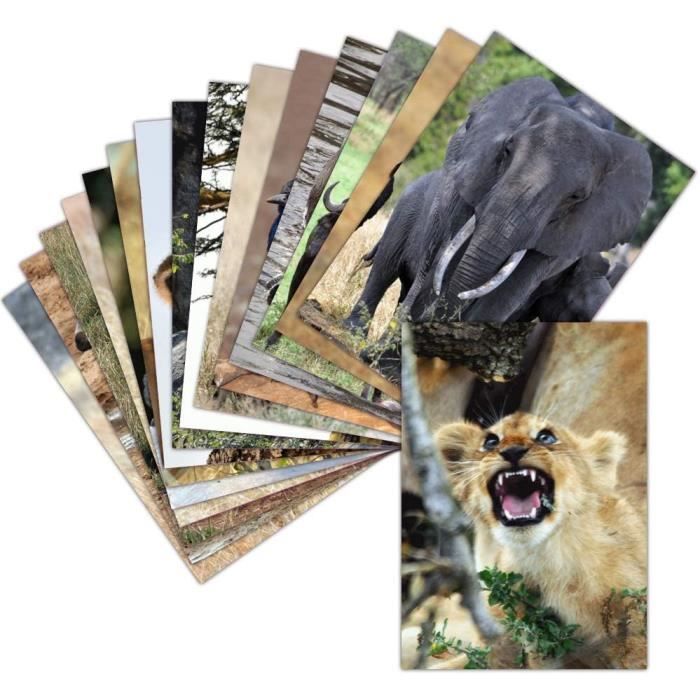 Carte Animaux De La Savane \U2014 Lot De 16 Cartes Différentes Format ...